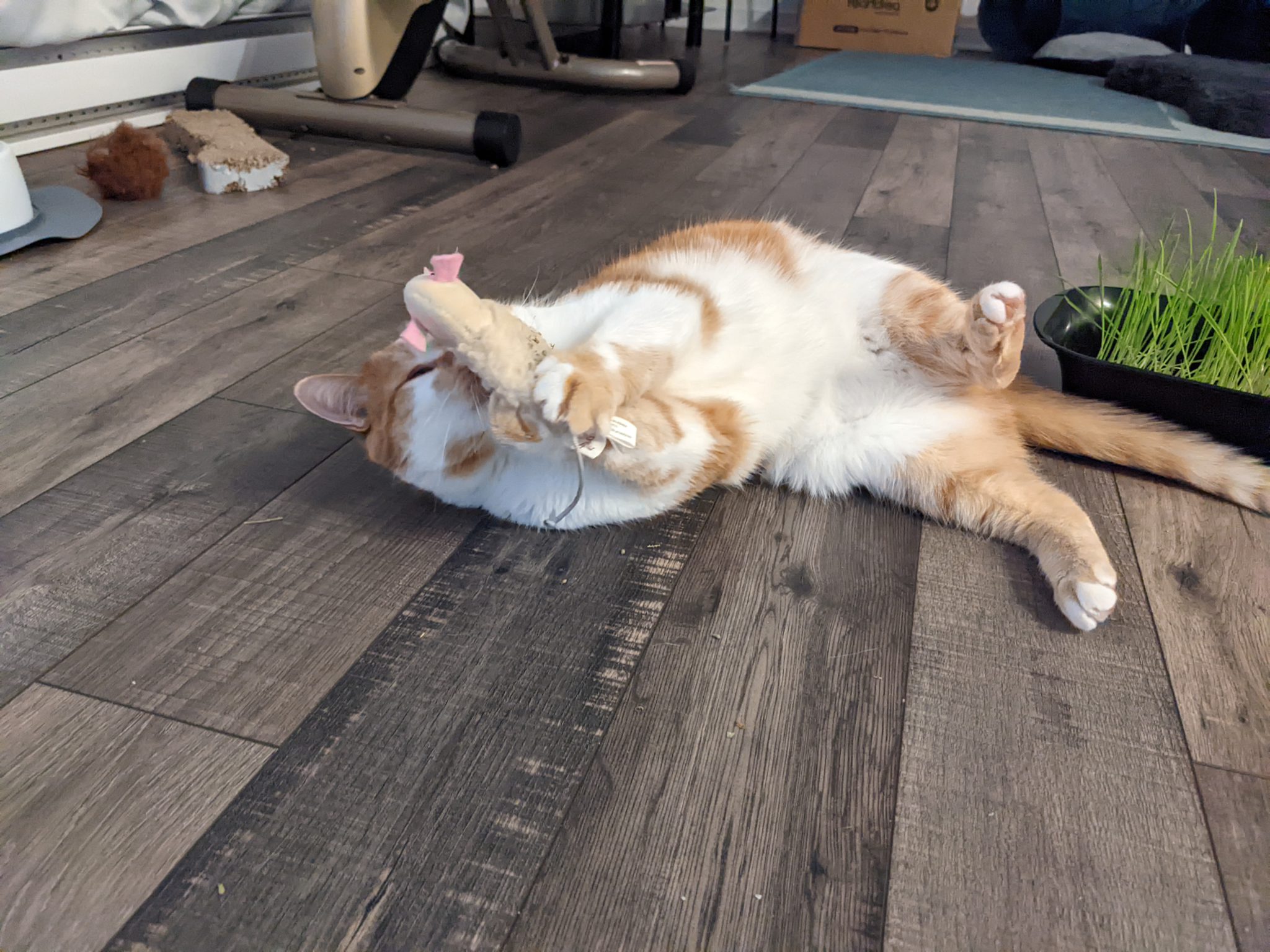 Finally Found Catnip That Works For My Cat! – Cat Crack Review! | tommera