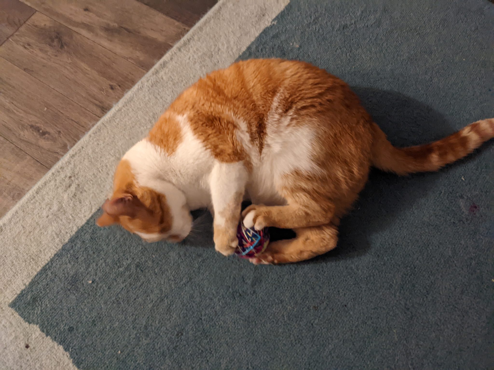 Finally Found Catnip That Works For My Cat! – Cat Crack Review! | tommera