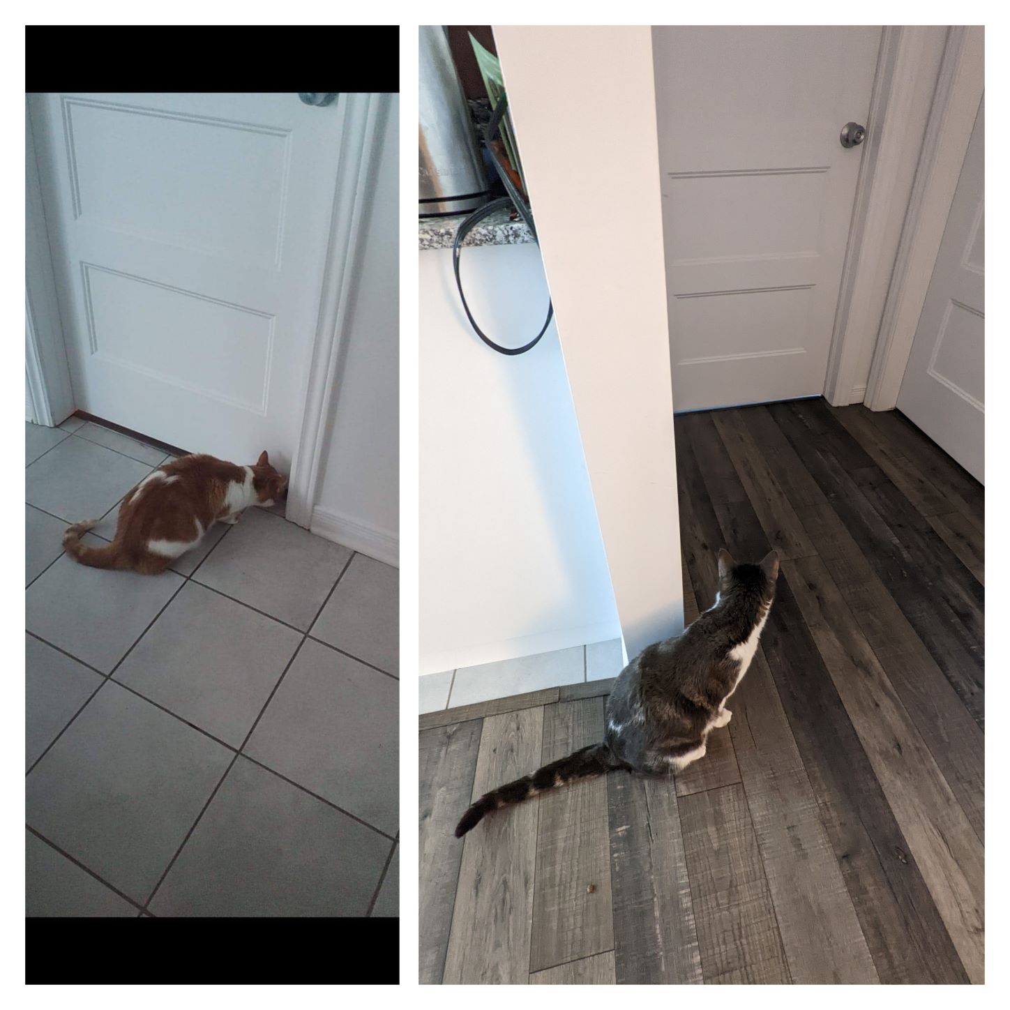 How To Bring A Second Cat Home? | tommera